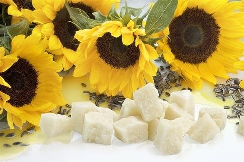 Sunflower Wax – Slab Form – Vijay Impex